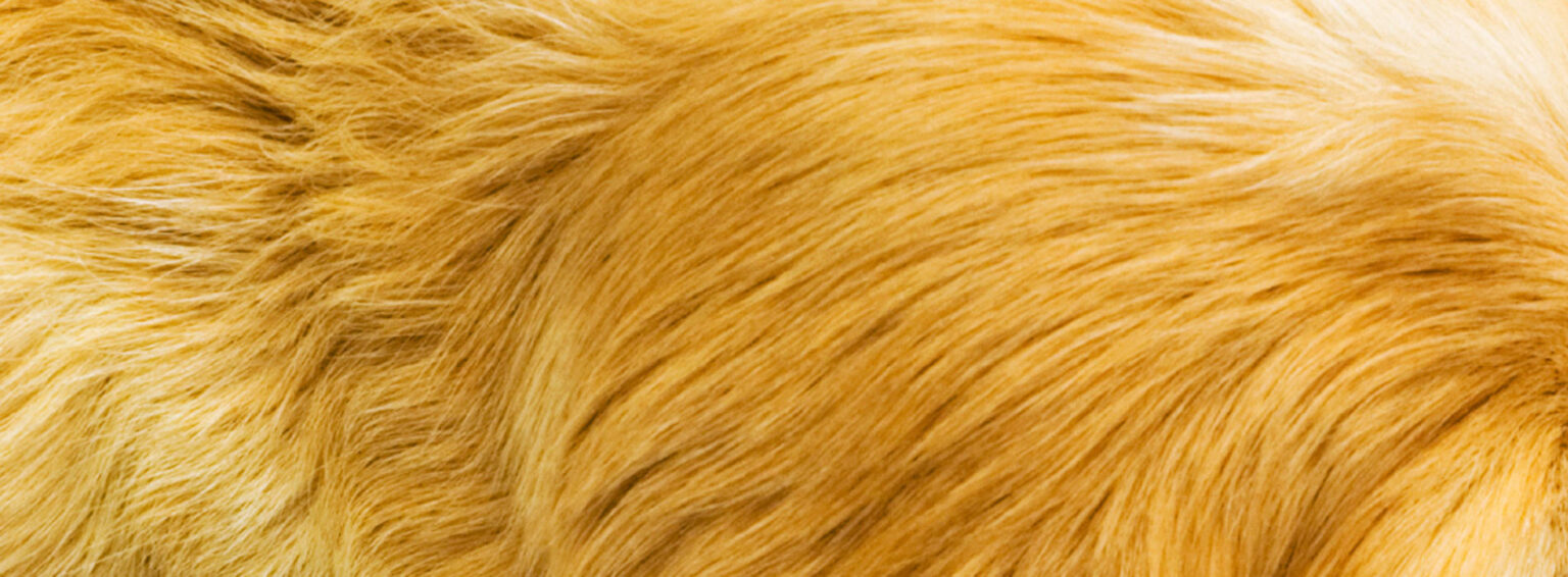 Our Allergens – Allergon