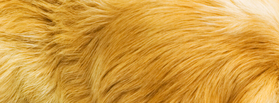 Our Allergens – Allergon