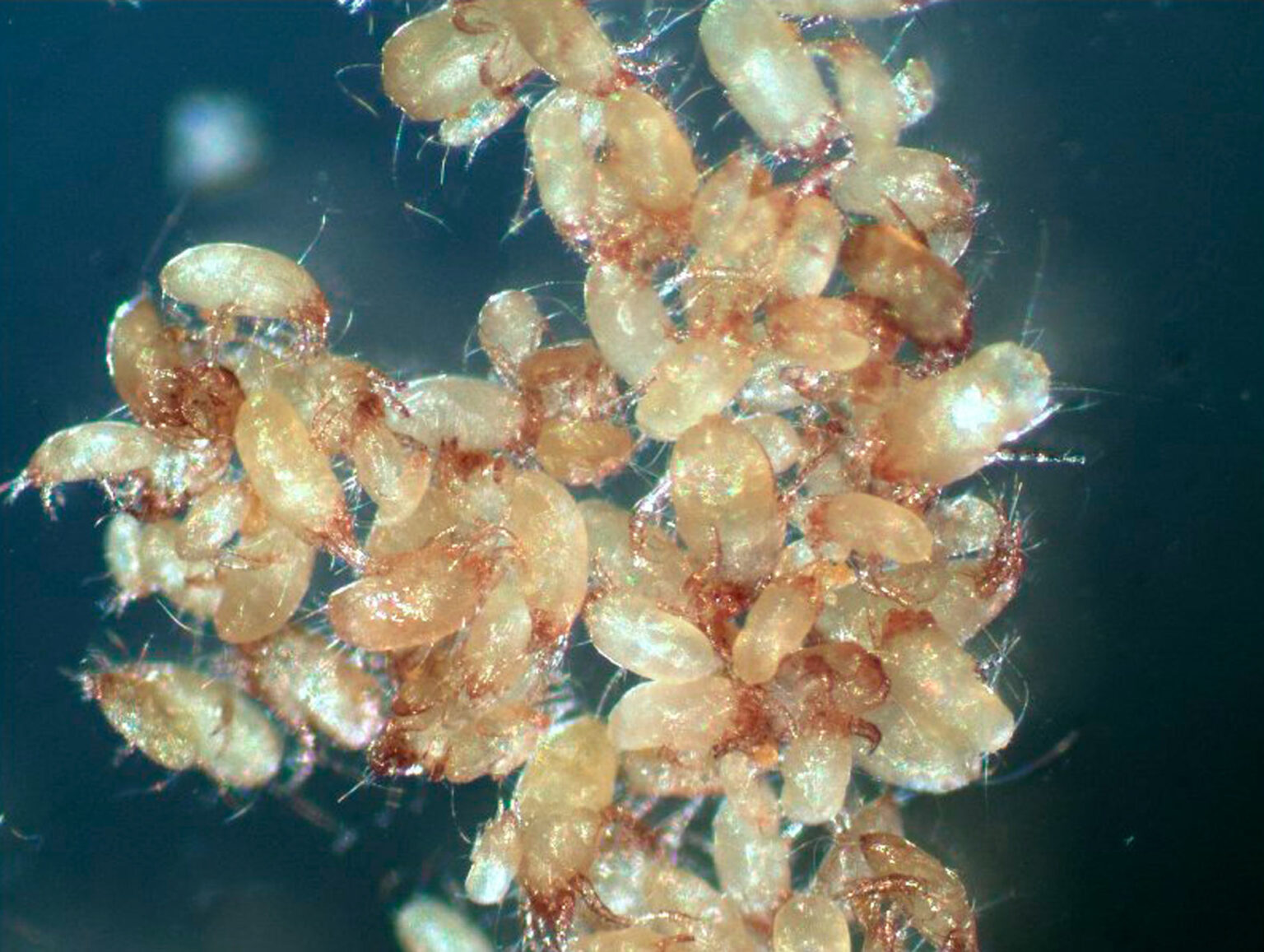 Our Allergens – Allergon