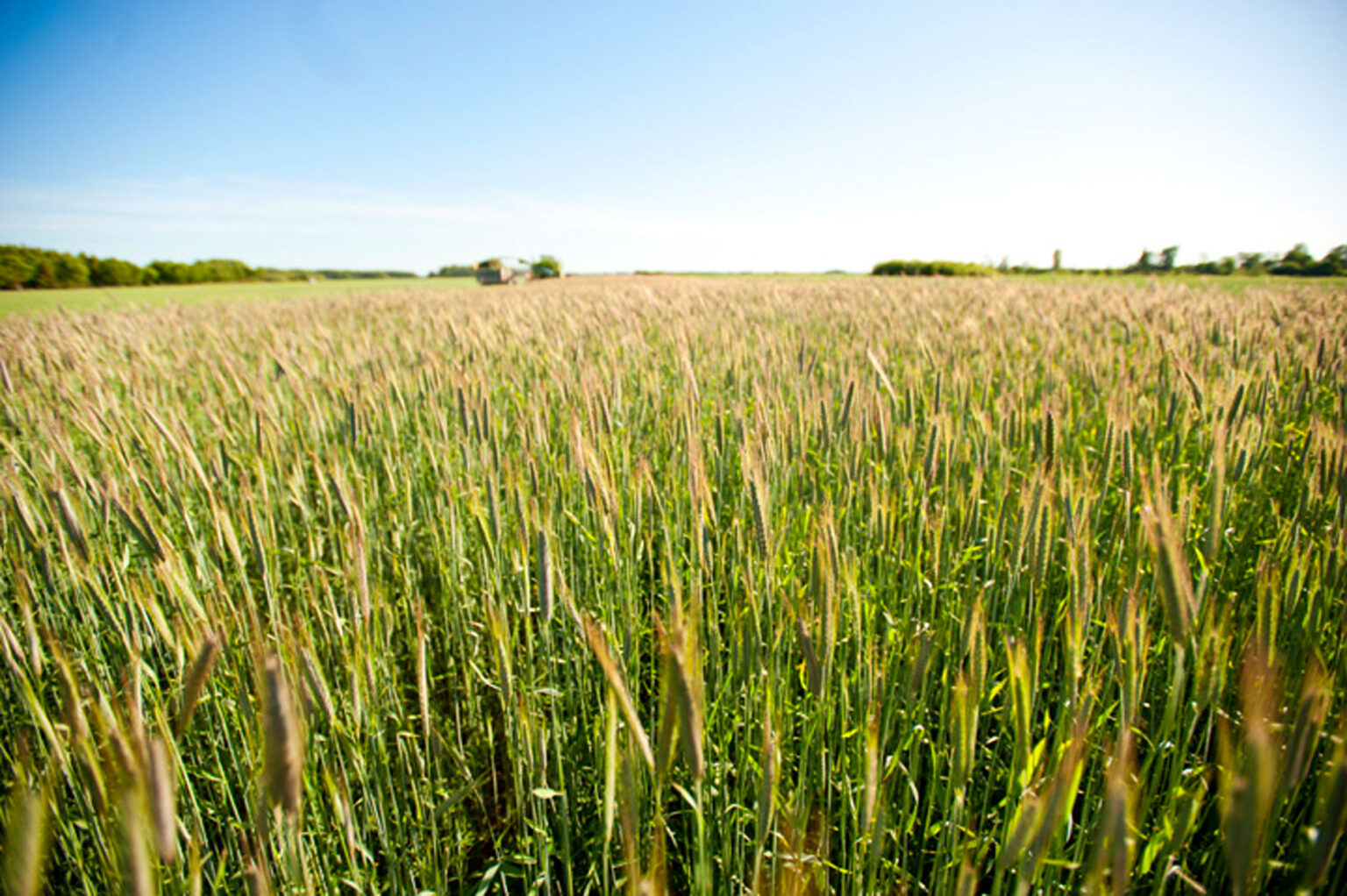 Our Allergens – Allergon