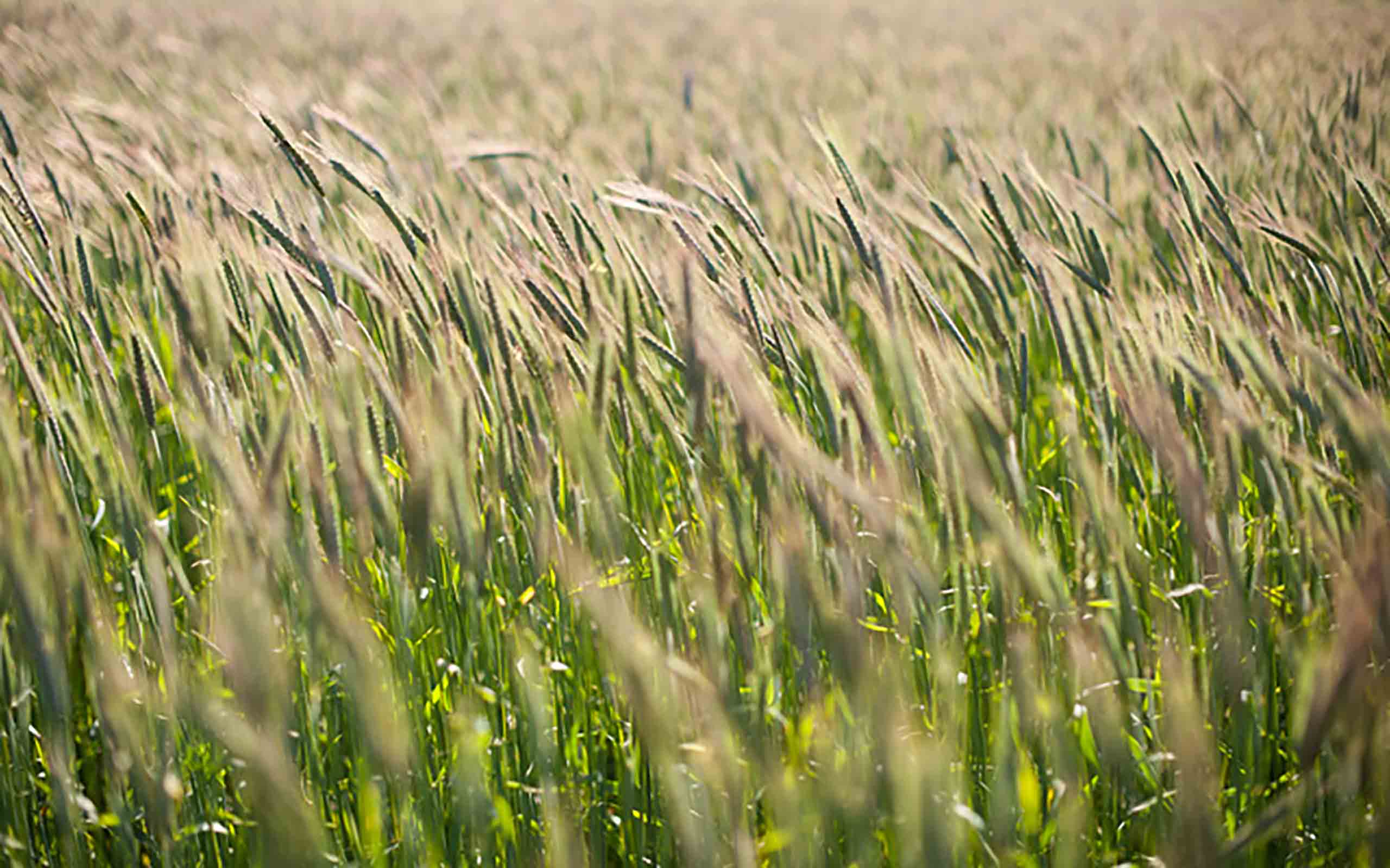 Our Allergens – Allergon