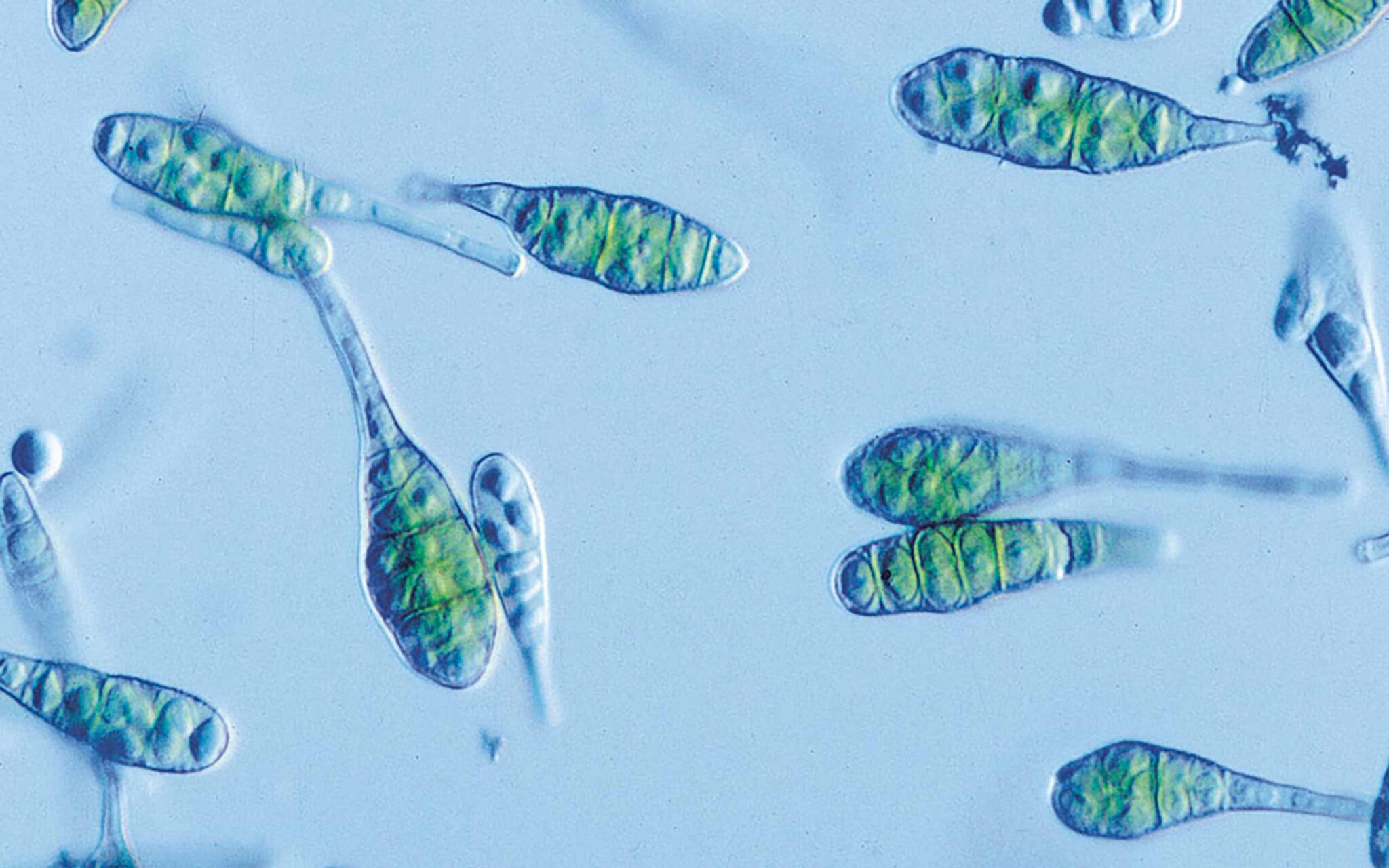 Our Allergens – Allergon